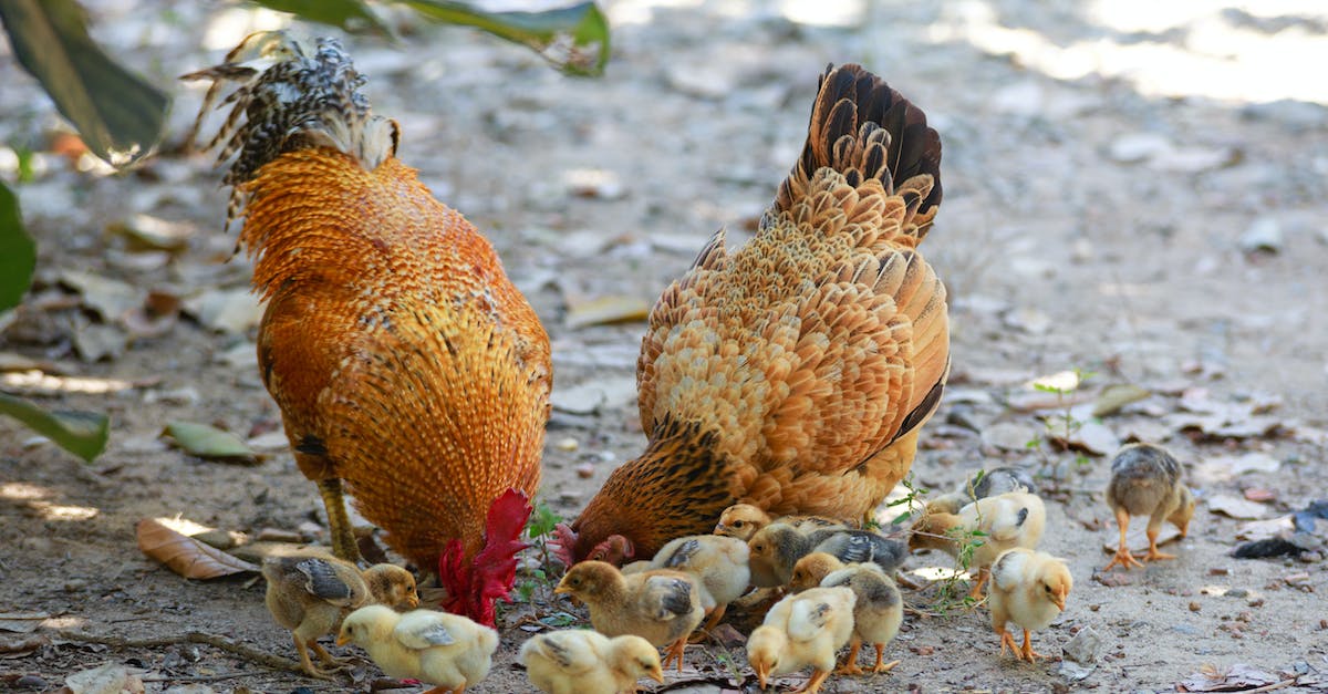 Jak správně chovat slepice | KURNÍKARNA.CZ